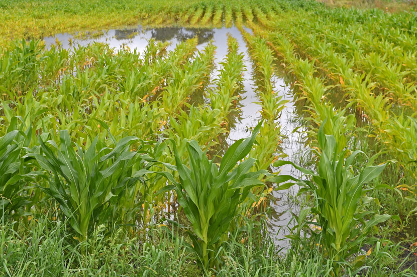 Hårdt ved afgrøderne